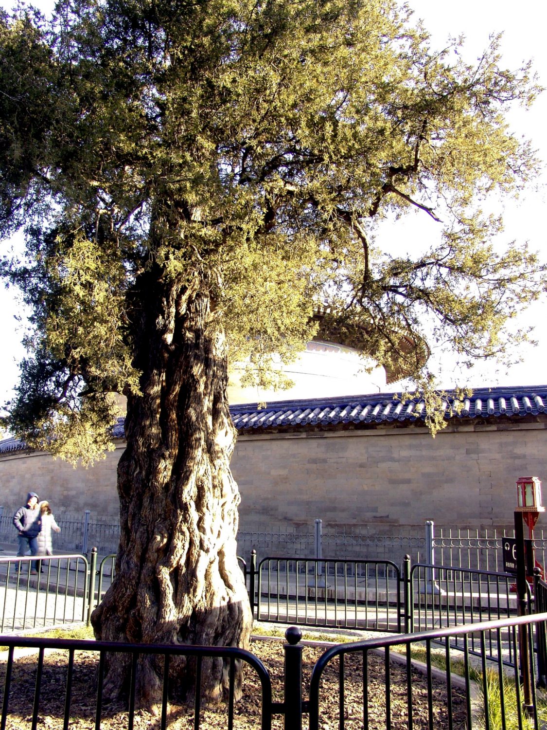 Las Sabinas “Juniperius”, el secreto de nuestra calidad - Aldonza Blog
